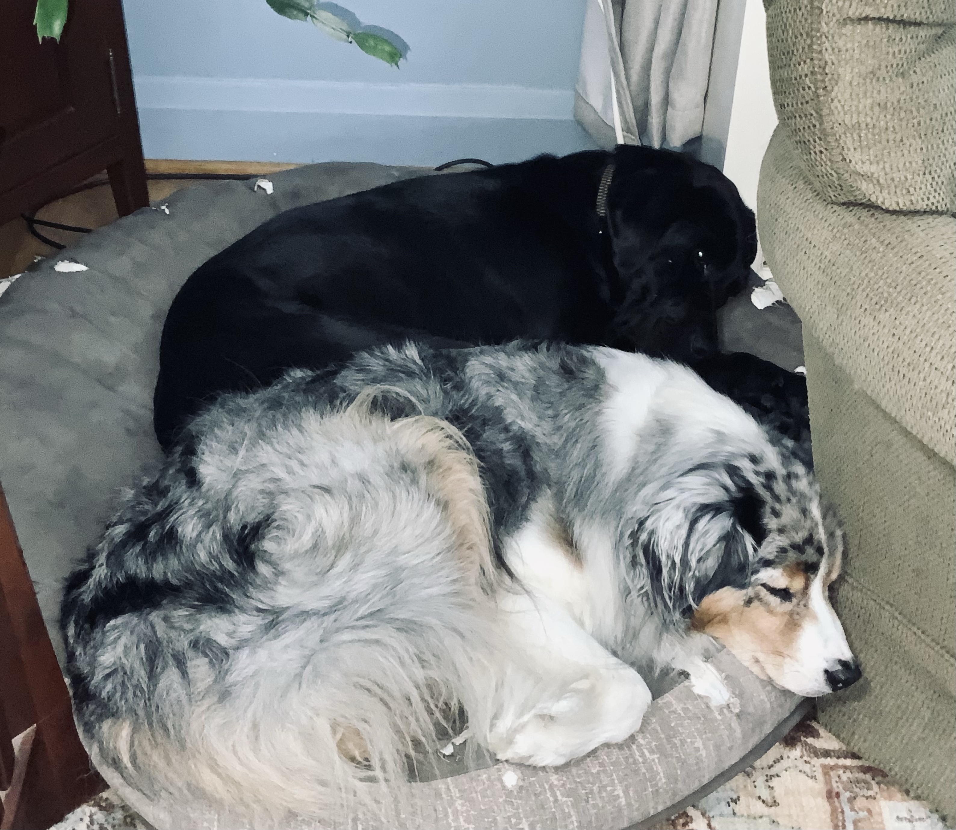 When We Are Close, We Are No Longer Indifferent – Doggedly Yours