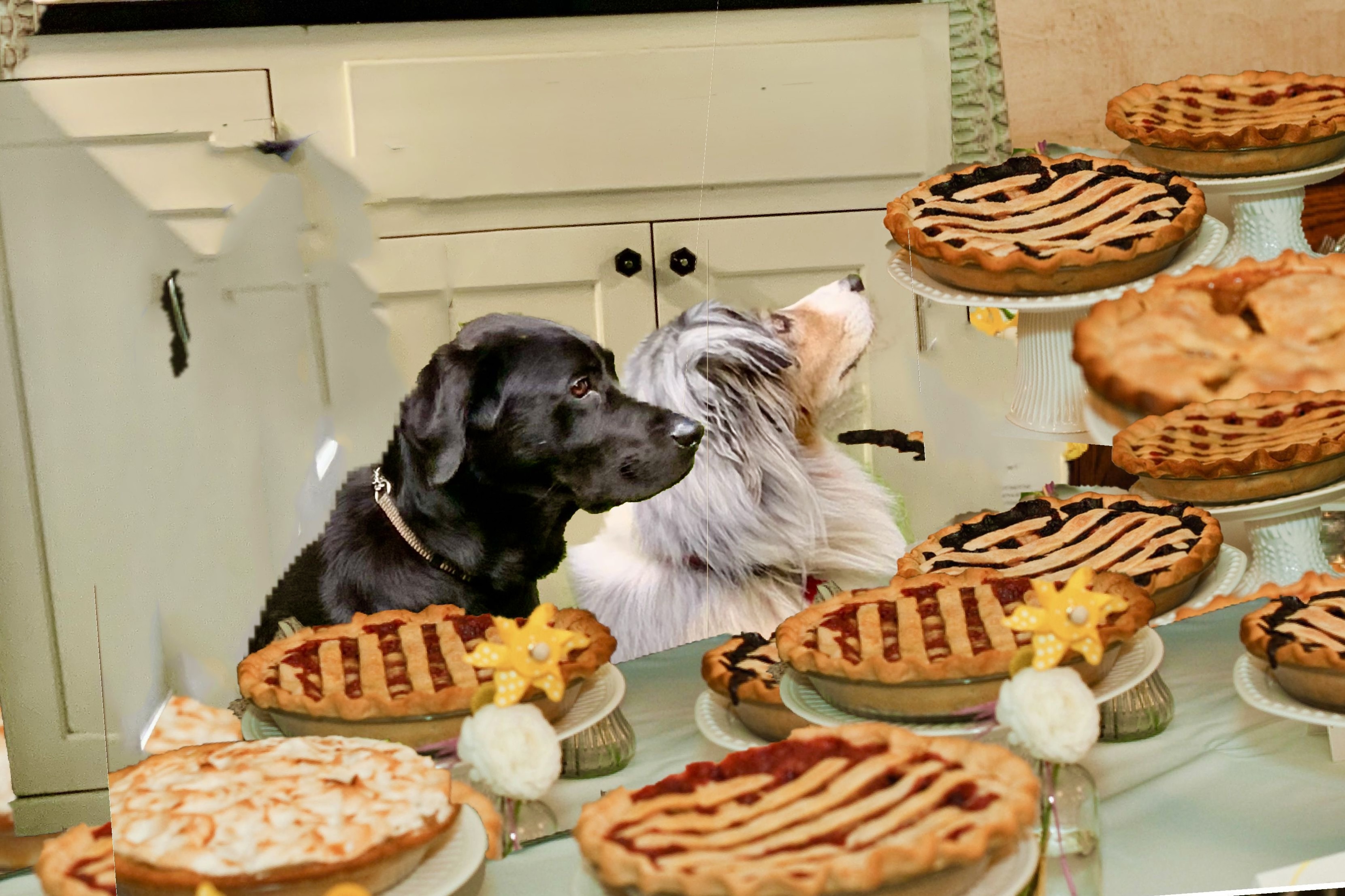 Happy Pi Day – 03.14 – Enjoy A Pie For Einstein – Doggedly Yours