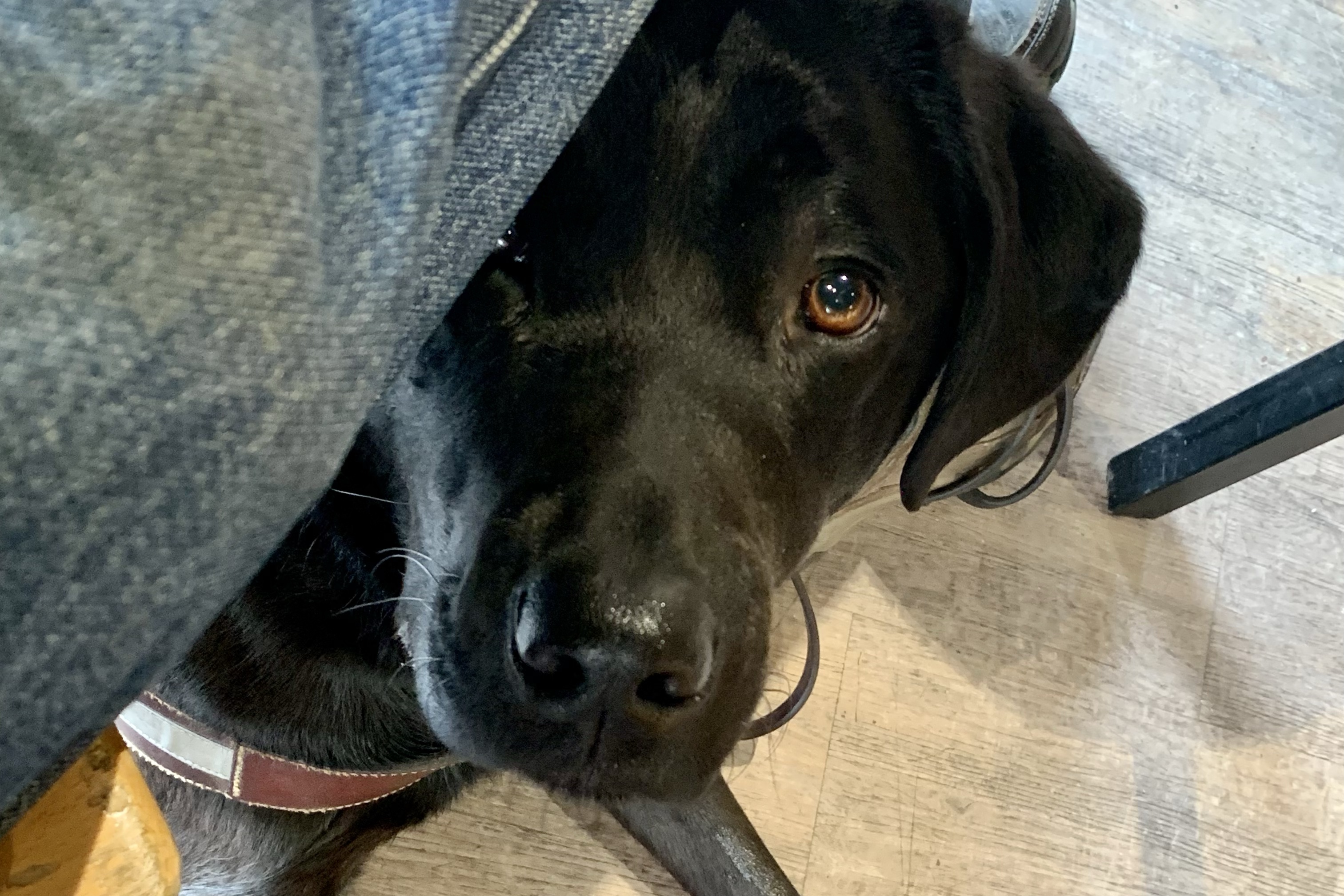 Looking vs. Seeing – from Jonah The Guide – Doggedly Yours