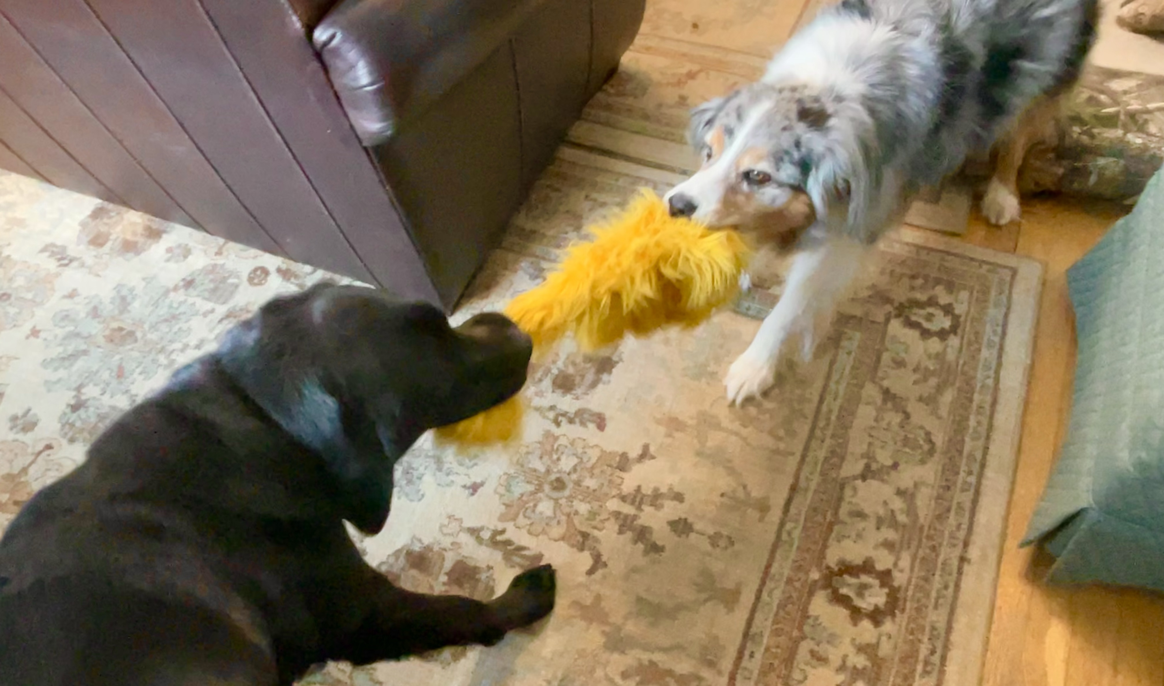 Possessive Pronouns and Possessive Adjectives: Rules and Dog Example by ...