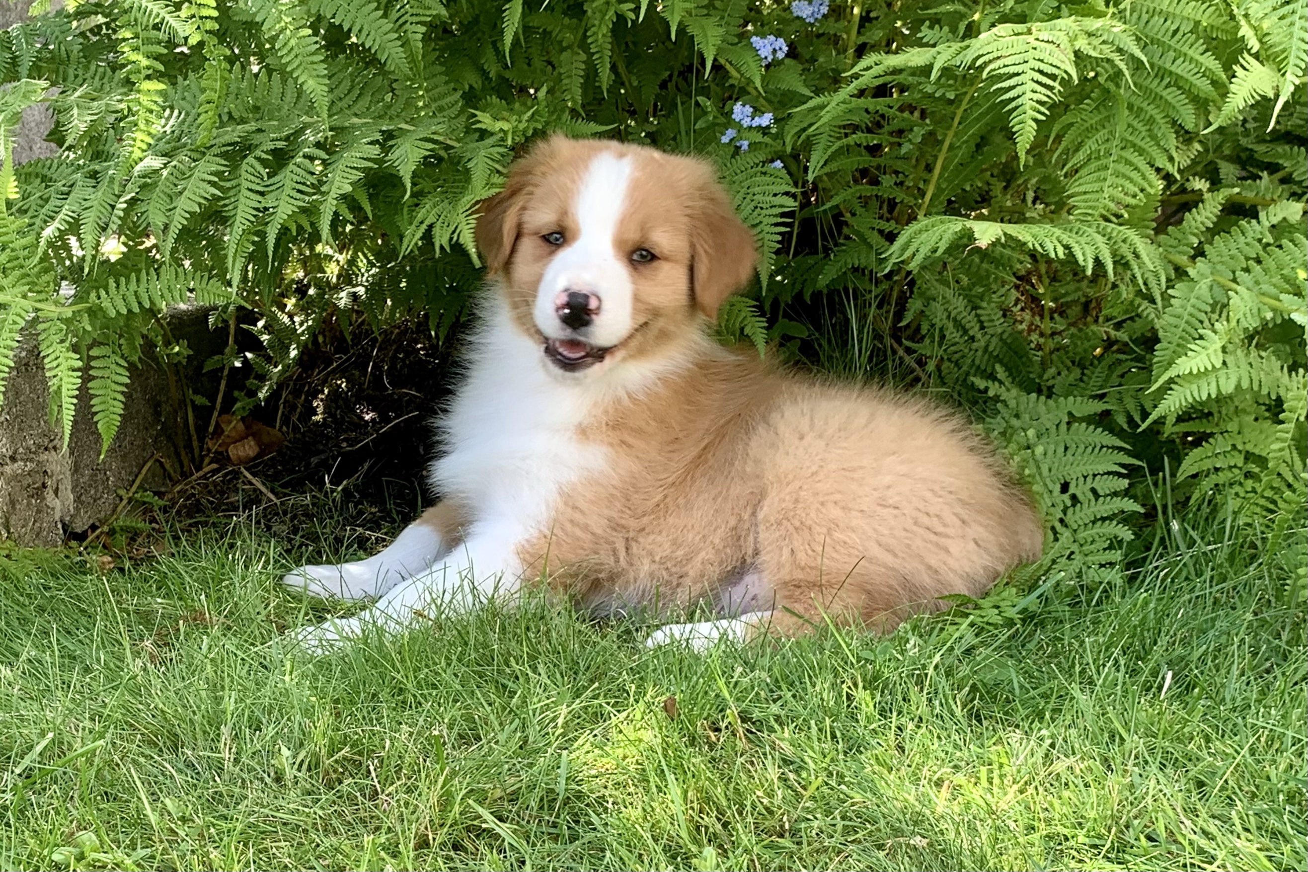 Canine Equation Solution: Meet Owen… the third dog for the third bowl ...