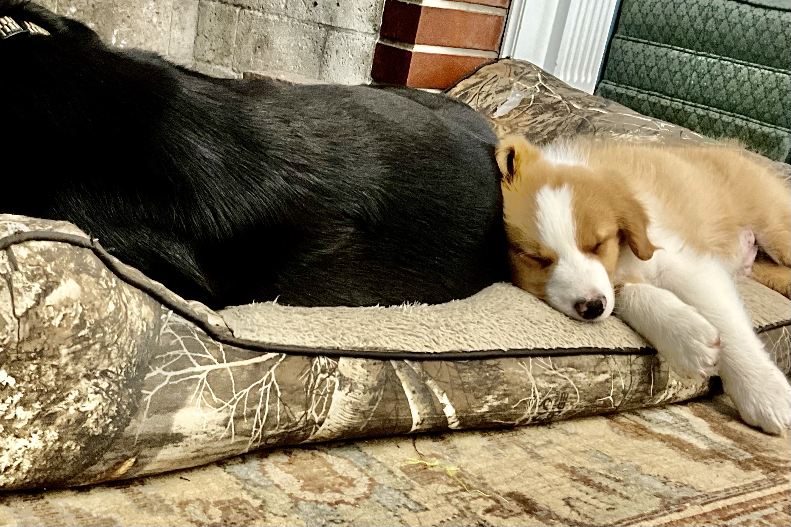 A Weekend Of Bonding for Owen With Wyatt and Jonah – Doggedly Yours