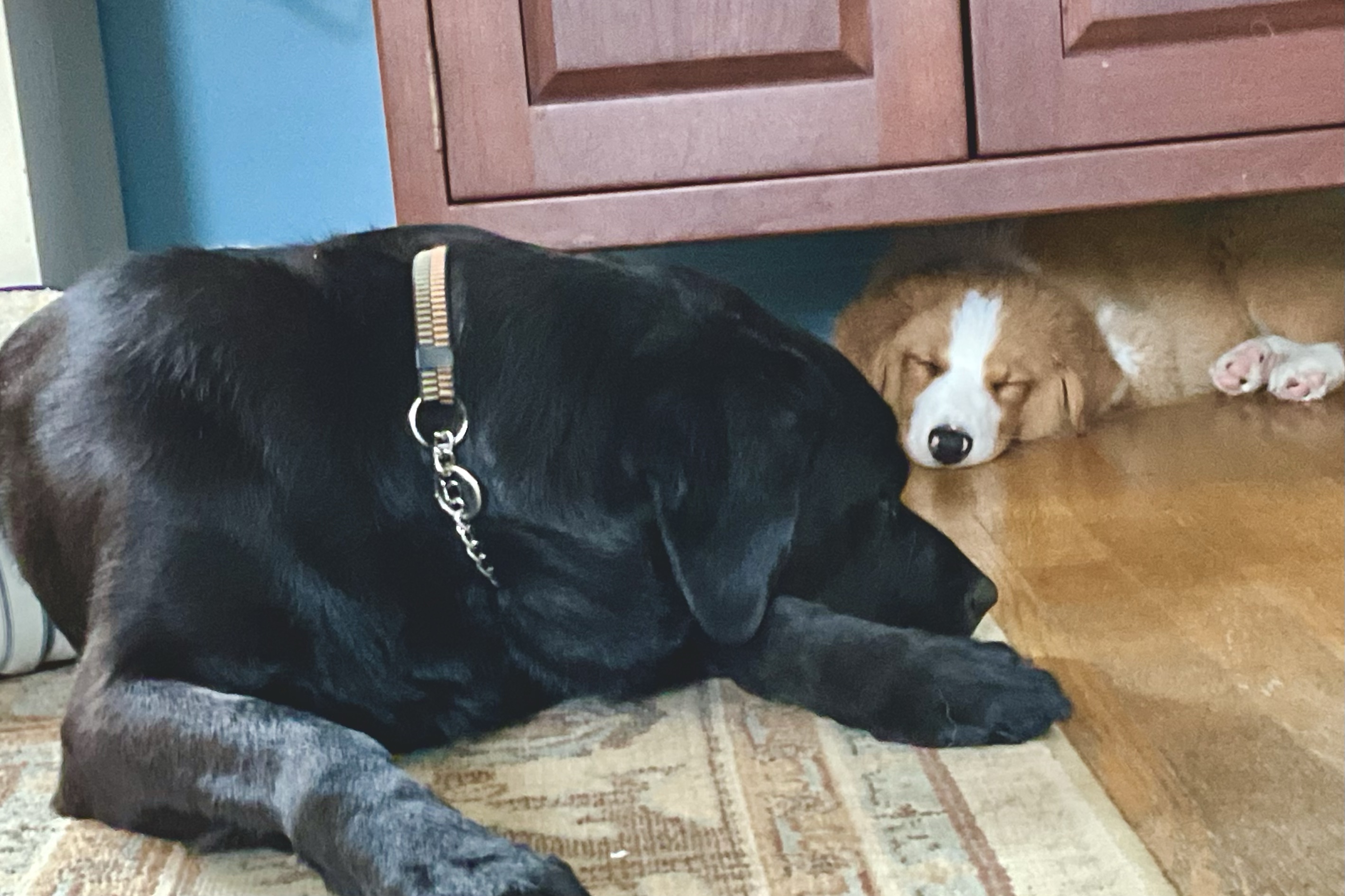 The Patience of Dogs. – Doggedly Yours