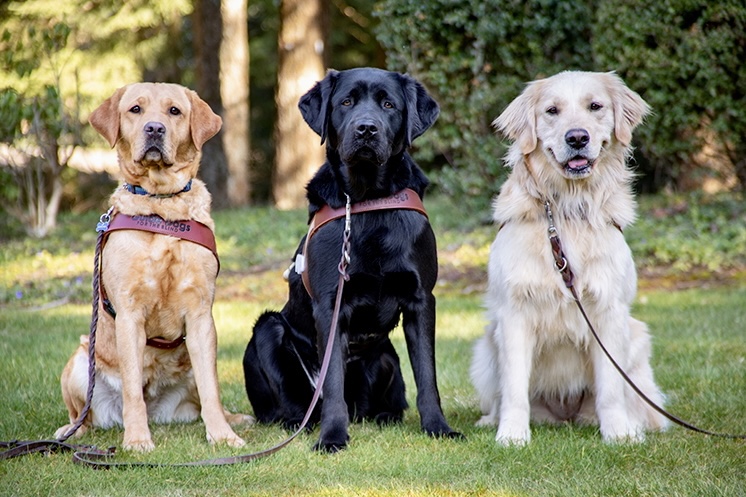 National Guide Dog Month September – Doggedly Yours