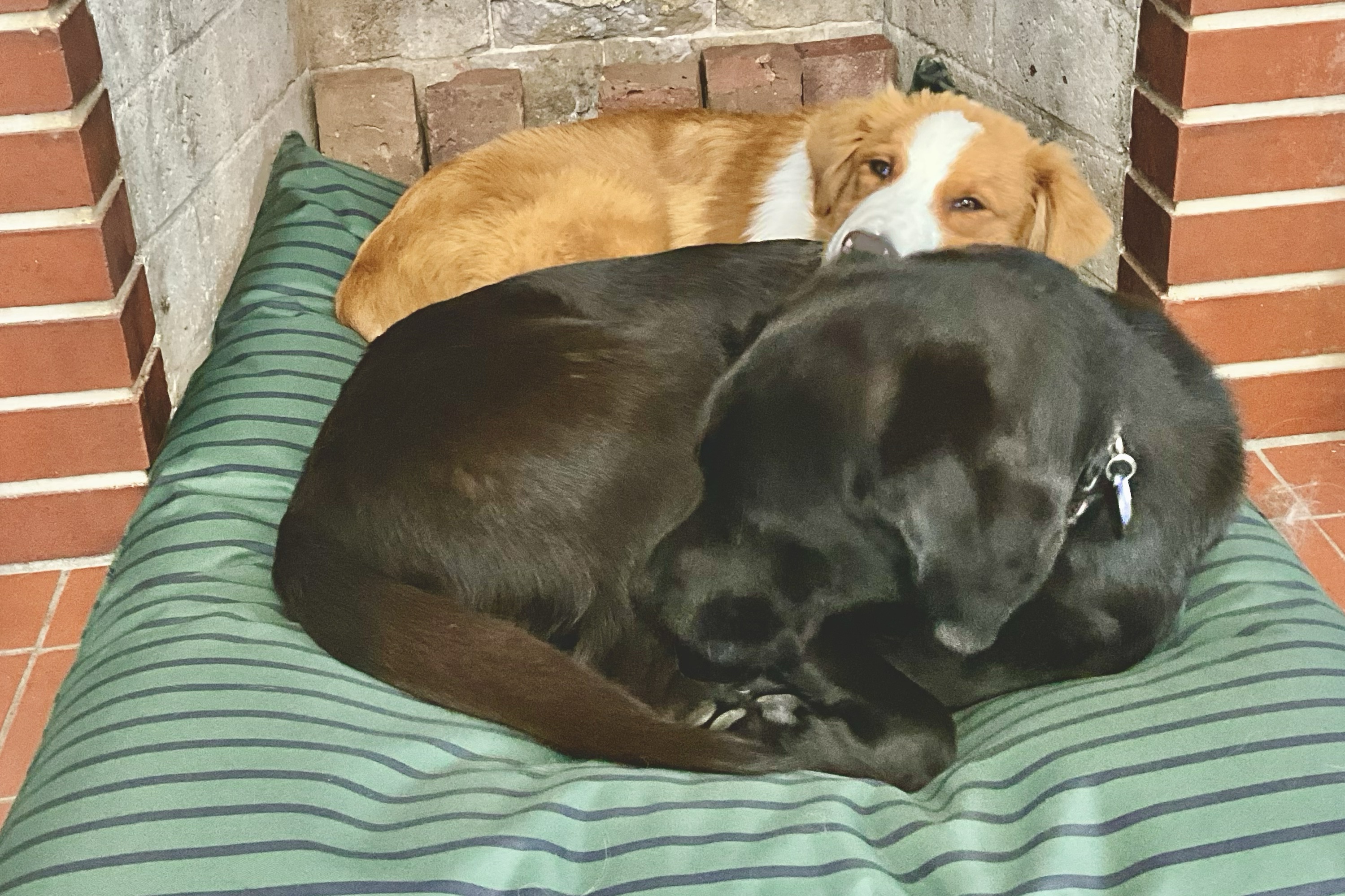 Nothing To Say. Okay. “Good Morning” – Doggedly Yours