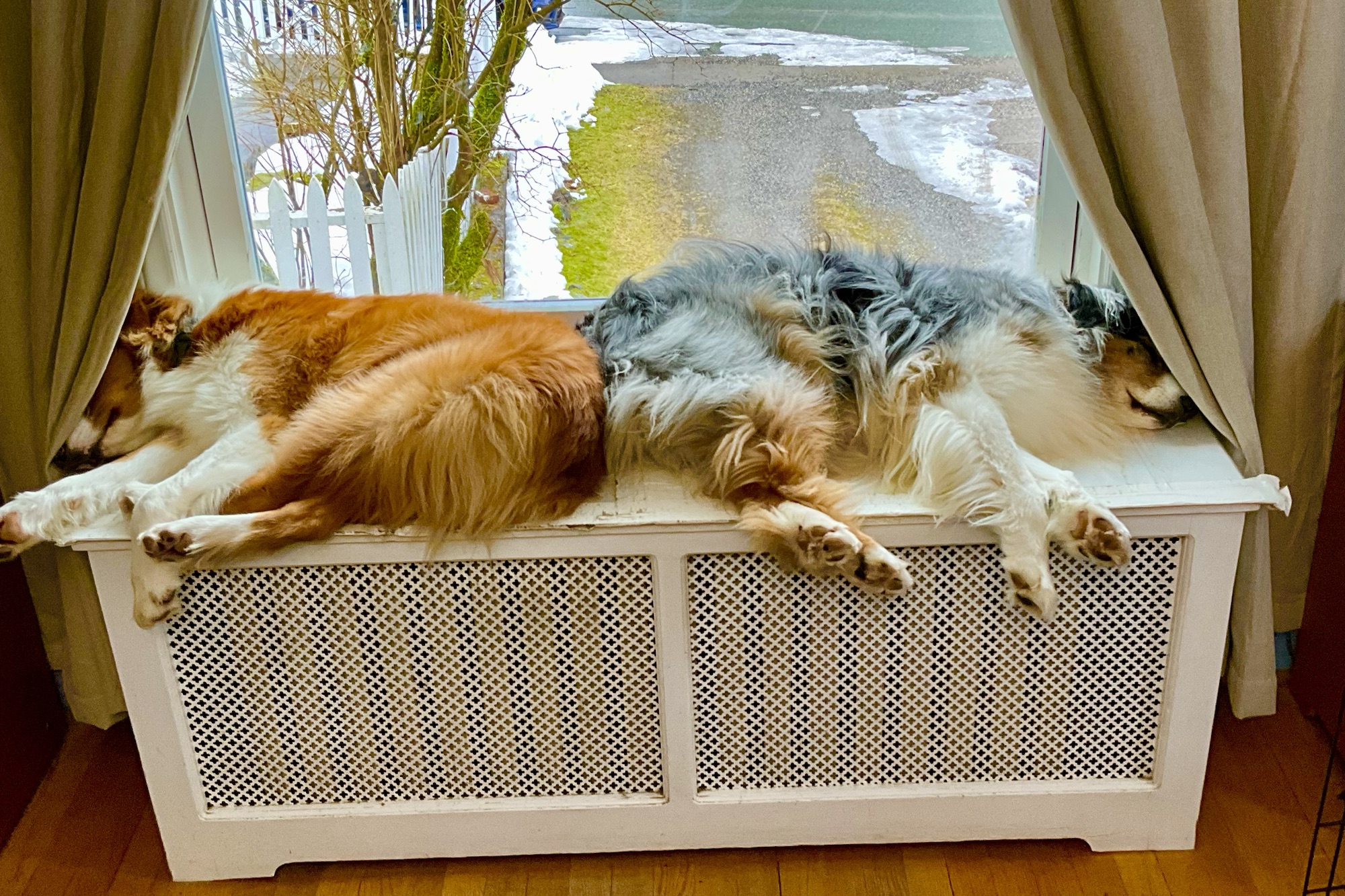 “Golden Sleep” on the radiator – Dogs inspired by Shakespeare ...