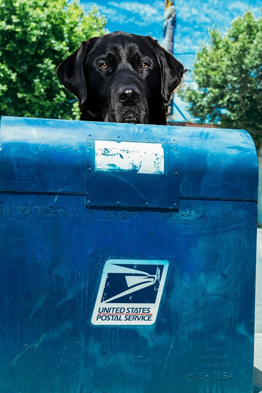Post Office, Envelopes, and Guide Dogs – Doggedly Yours