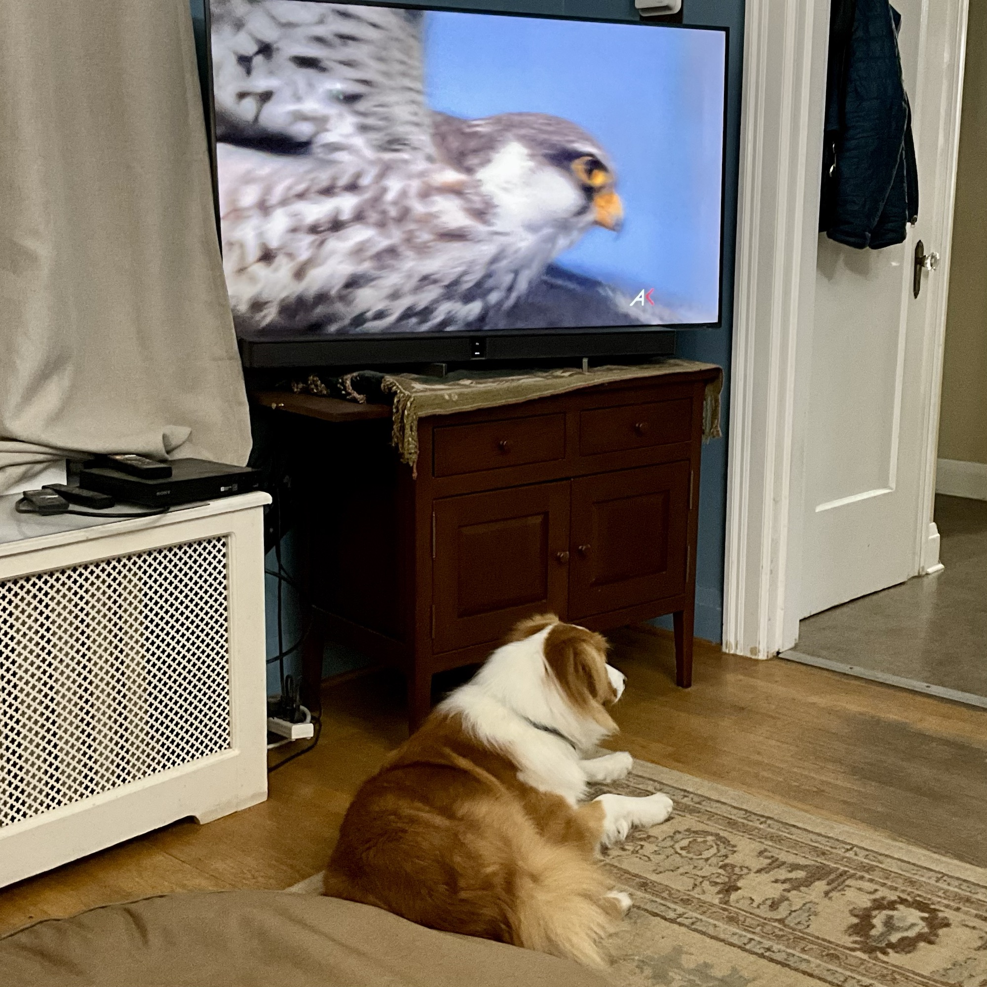 Dog Lesson – Maintain A Low Profile When Raptors Show Up – Doggedly Yours