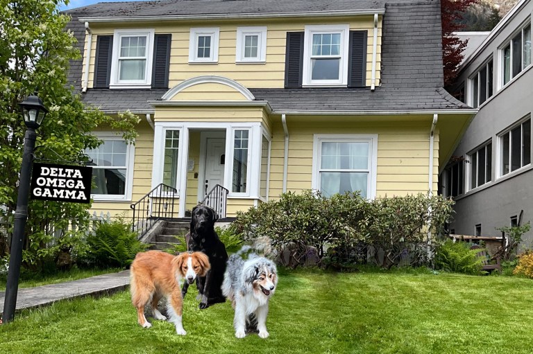 “Animal House” – The Delta Omega Gamma (D.O.G.) Fraternity – Doggedly Yours