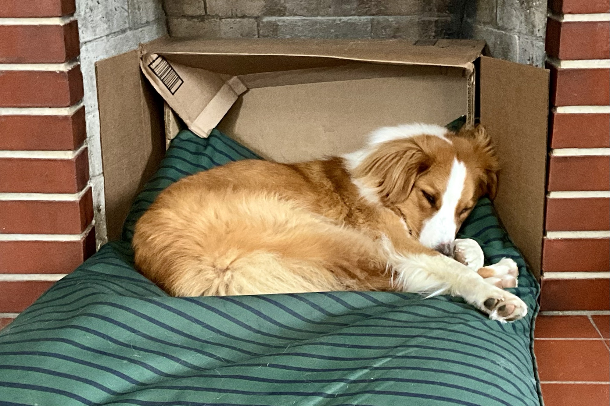 rounded with a sleep.” Dogs and Shakespeare – Doggedly Yours