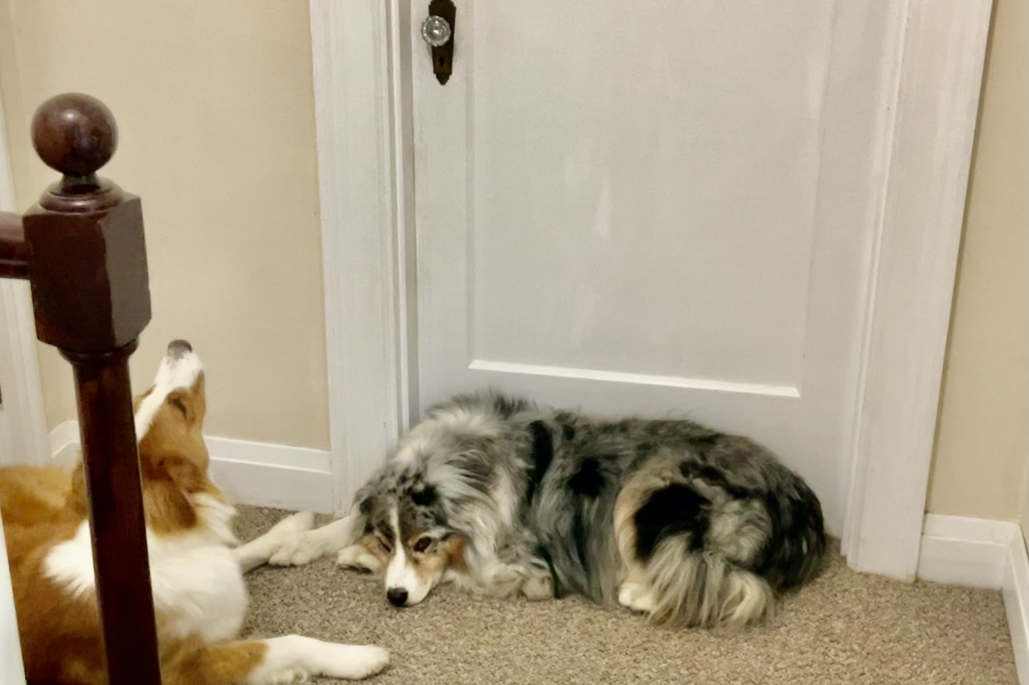 Dogs and Woodrow Wilson – Know What They Are Waiting For, So It Must Be ...