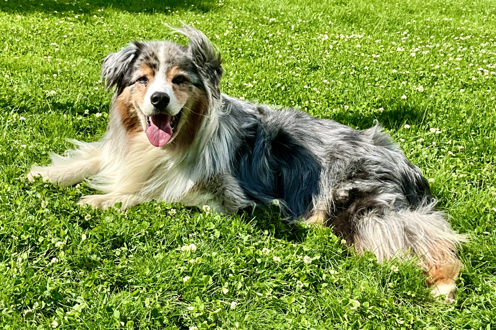 Smile… What’s up? Happy 11th. – Doggedly Yours