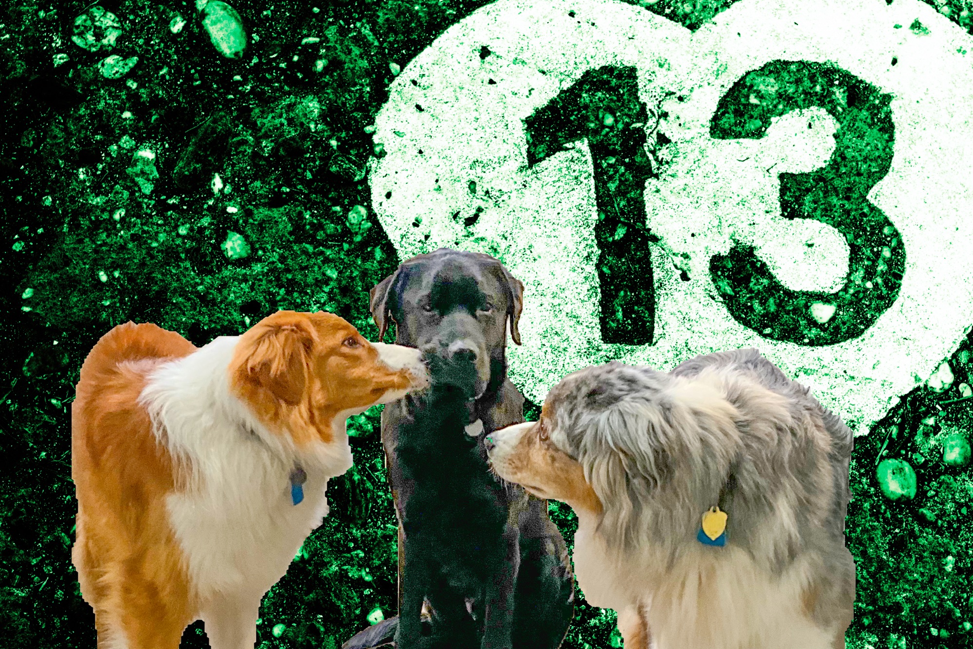 Happy Friday The 13th – Lucky or Unlucky? Dogs and Shakespeare Believe ...